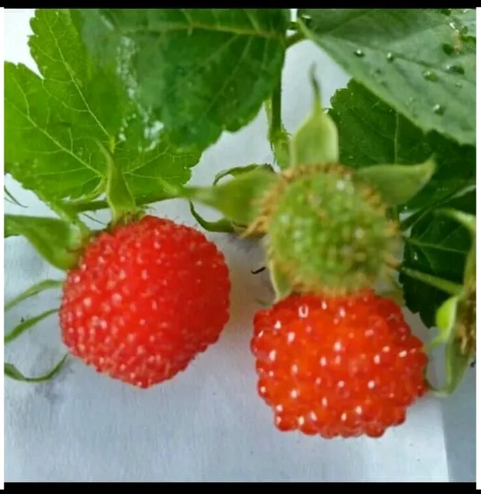 Bibit Buah Raspberry Lokal - Pohon Raspberry Lokal Siap Berbuah ...