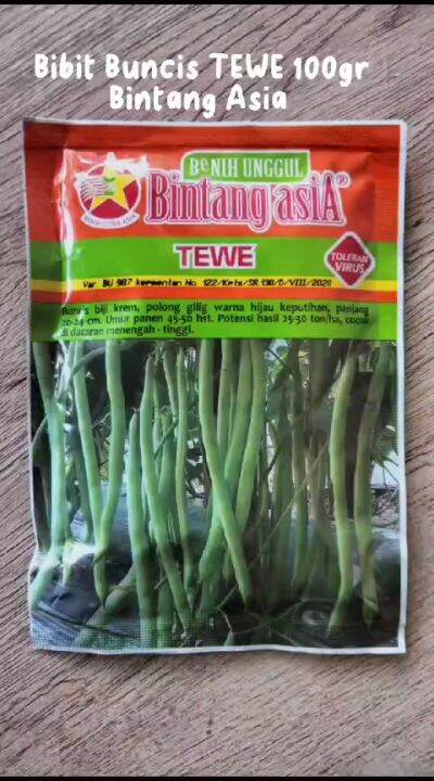 Benih Buncis Biji Krem TEWE isi 100Gr Bibit Buncis Produk BINTANG ASIA ...