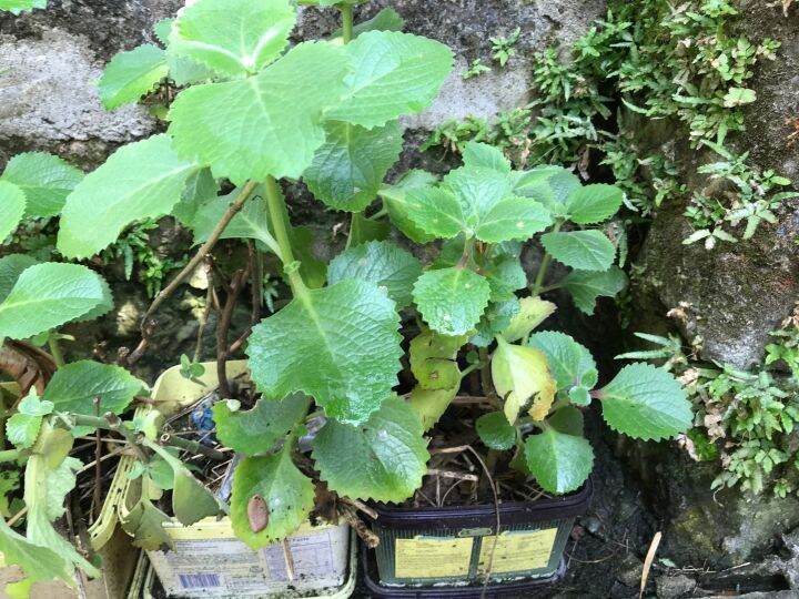 OREGANO live plant (well-established roots with soil) WITH FREEBIES ...