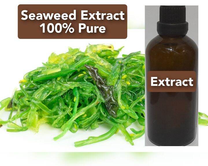 Seaweed Extract 100%pure/100ml Waterbased/Oilbased | Lazada PH