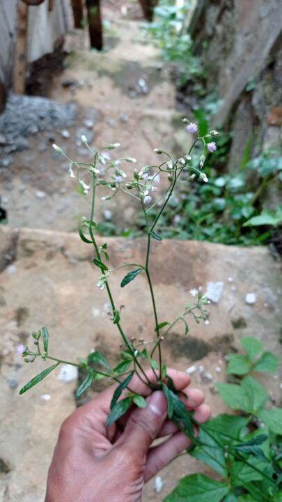 POHON SAWI LANGIT /BIBIT TANAMAN SAWI LANGIT/SAWI LANGIT/SATU IKET ISI ...
