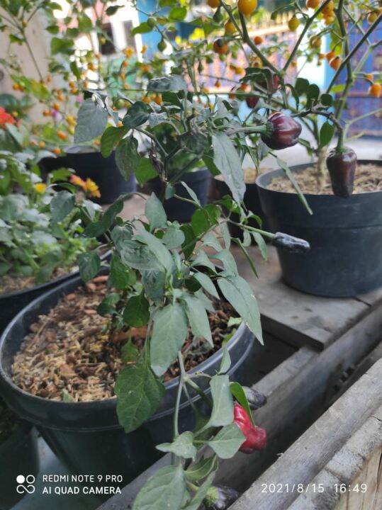 cabe bendot, buah mirip paprika, sudah berbuah, buahnya sudah matang ...