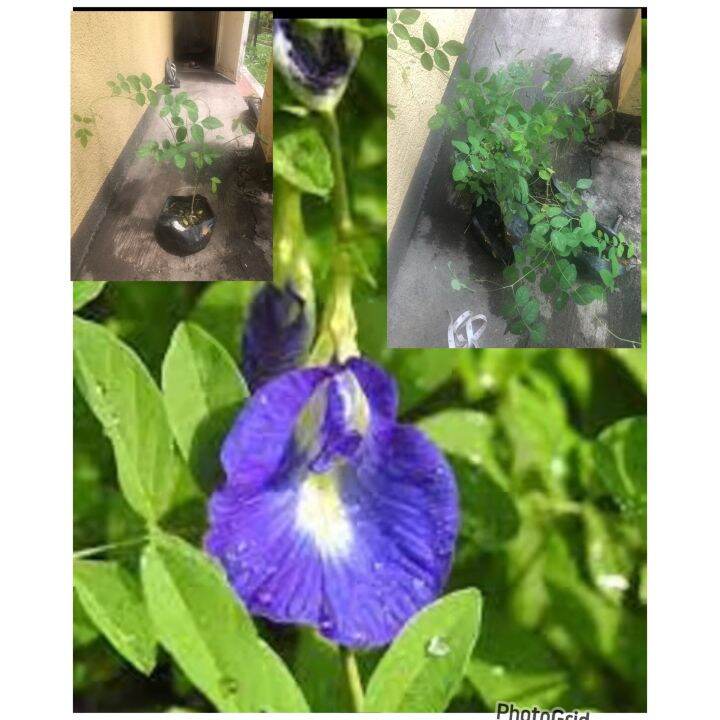 Blue ternate live plant/Blue Butterfly pea flower plant | Lazada PH