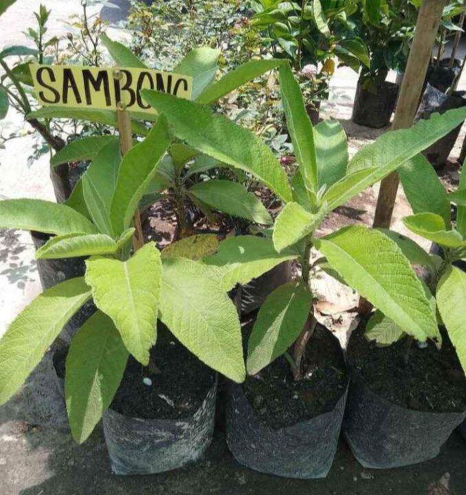 Sambong | Lazada PH