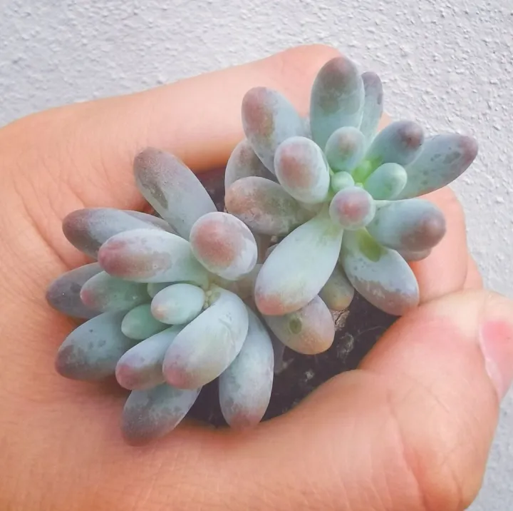 Succulent 婴儿手指Pachyphytum 'Baby finger' | Lazada
