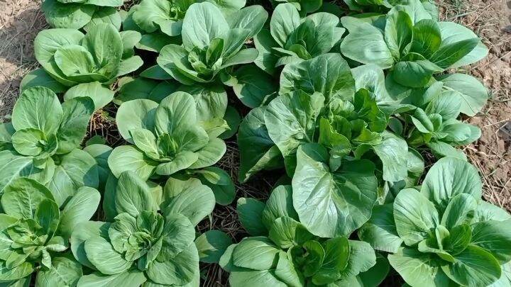 CHINESE PECHAY/PAKCHOI SEEDS (430 pcs seed) - Green Stem/HIGH YIELD ...