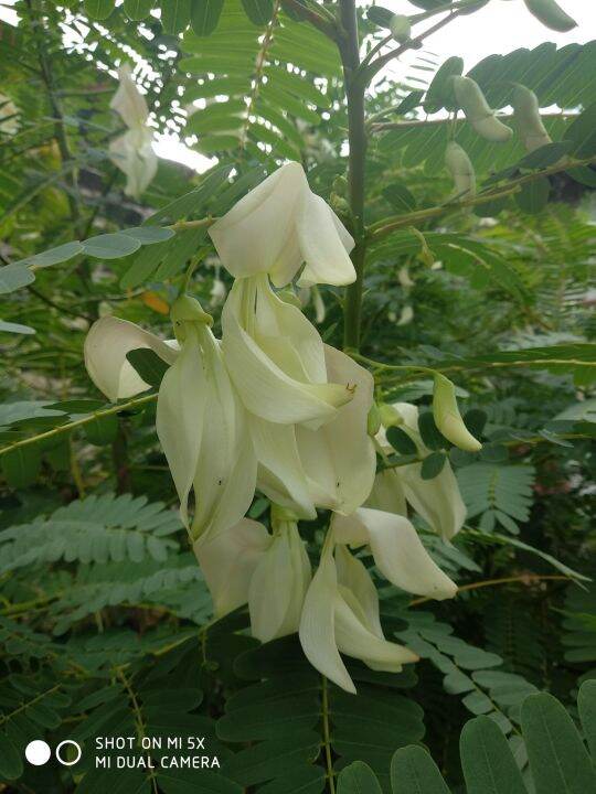 Dwarf Katuray Seeds 20 pcs.!!! Super Delecios Katuray in Good Condition ...