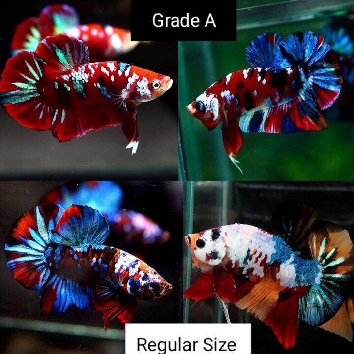 🔥Buy 2 Free 1🔥 Beli 2 Free 1🔥 Betta Fish Live Fish Ikan Laga Multicolor ...