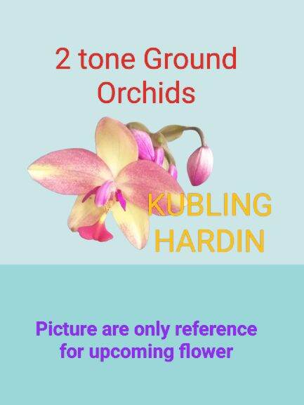 Ground Ochids plants (2 tone color) bulb with leaves /pananim | Lazada PH