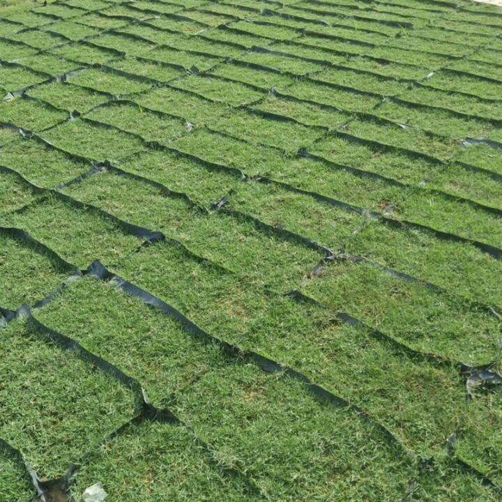 Rumput Carpet Hidup / Rumput Japanese / Filipina Grass / Rumput Mutiara ...