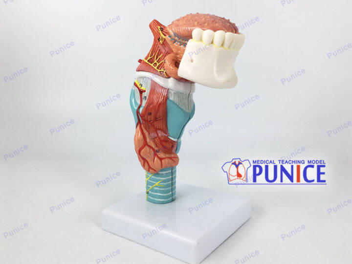Genuine Human Throat Tongue Model Throat Anatomy Tongue Model Thyroid ...