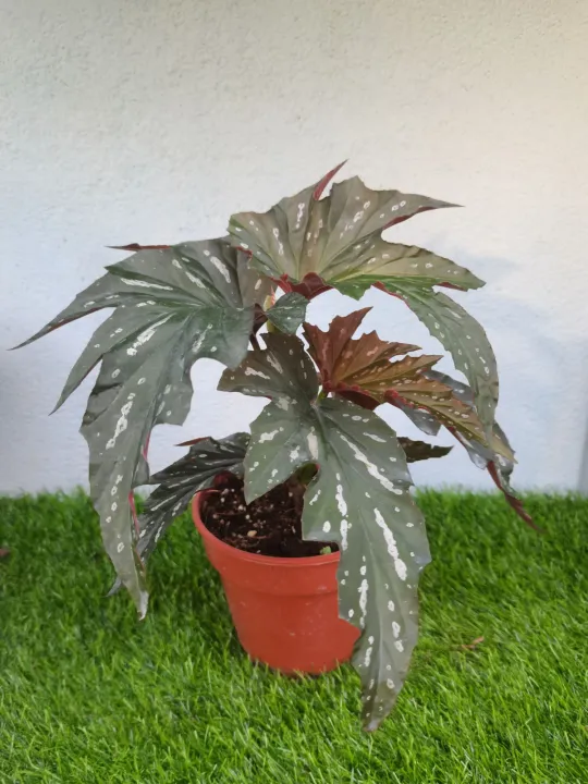 SOV ,Sophia Begonia , Angel Wings , Begonia , Rare Plant , Indoor Plant ...