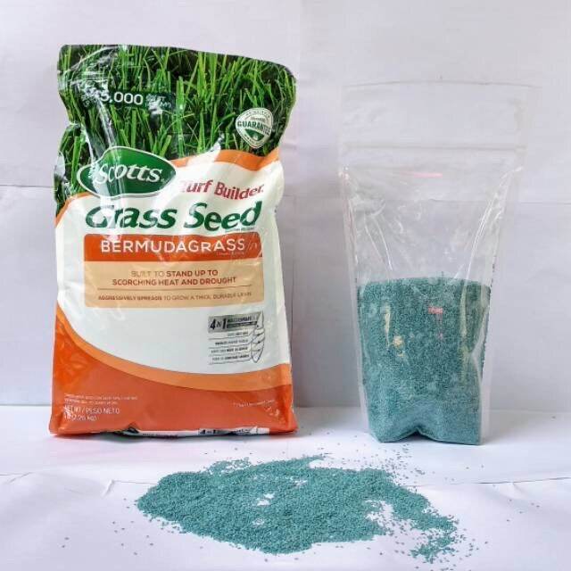 biji rumput bermuda 50g - benih rumput bermuda - rumput lapangan golf ...