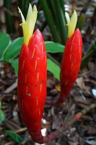 Bamboo Costus Black Ginger/ Zebra bamboo/Costus stenophyllus live plant ...