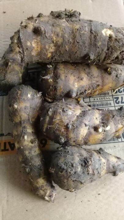 Umbi talas segar 1 KG | Lazada Indonesia