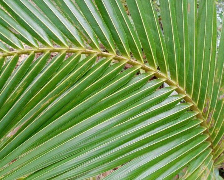 daun pokok kelapa hijau atau coklat | Lazada