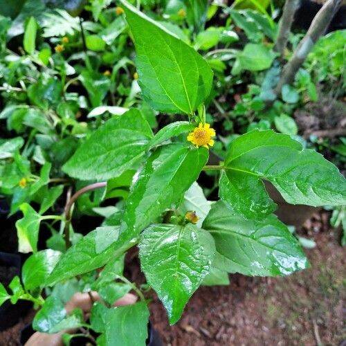 Bibit Tanaman Jotang Geletang Per 1 Paket | Lazada Indonesia