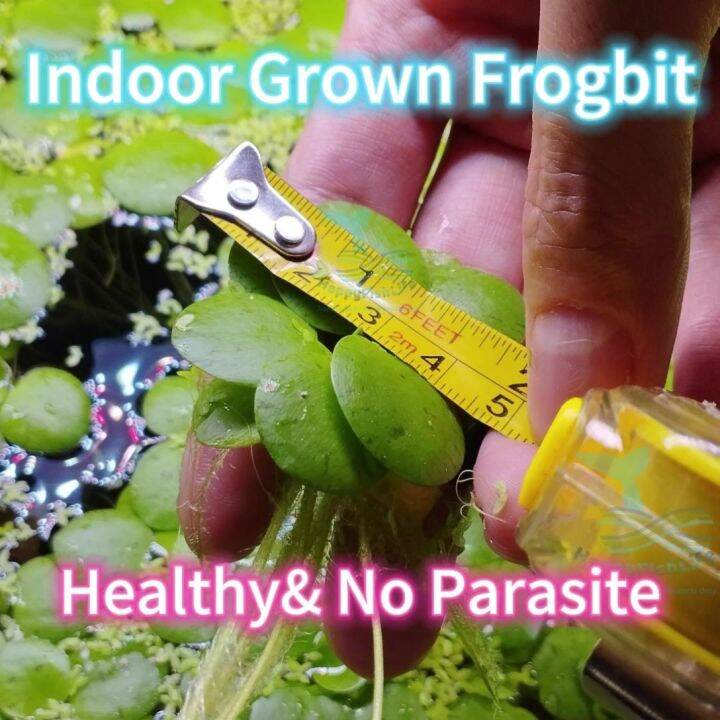 Floating plant amazon frogbit 5cm size fully indoor grown in tank ...