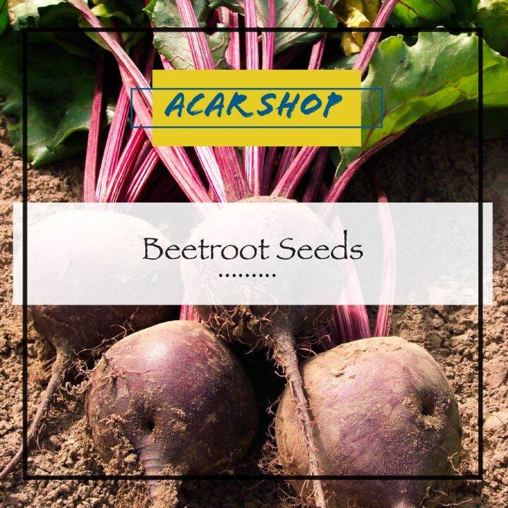 Beetroot seeds | Biji Benih Ubi Bit Merah | 甜菜根种子 - 20 seeds Acar Shop ...