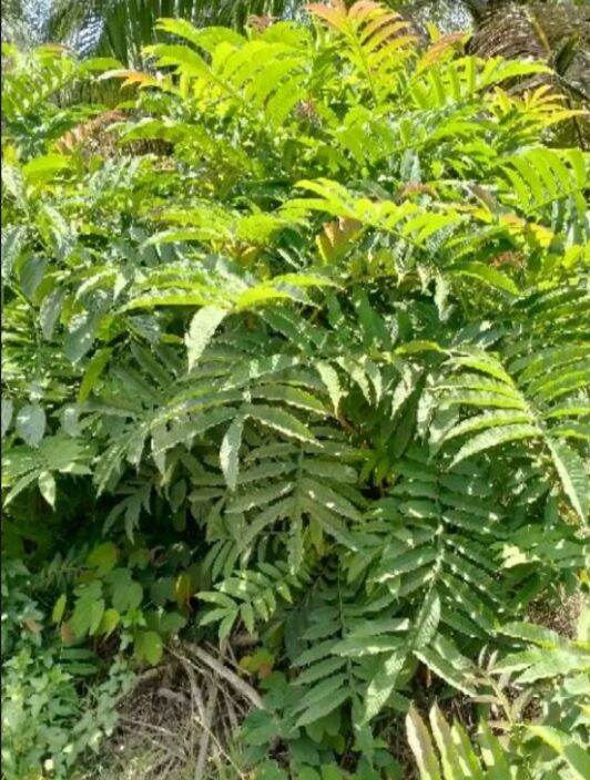 Daun Sungkai Segar Daun Sungkai Baru dipetik 1KG Daun Sungkai Alami ...