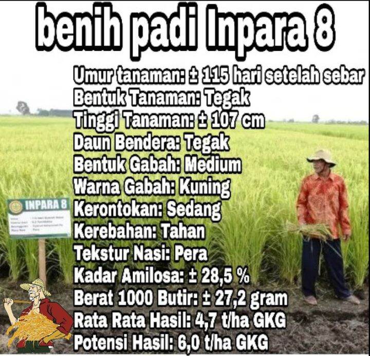 BENIH PADI INPARA 8 KUALITAS UNGGUL PER 1KG | Lazada Indonesia