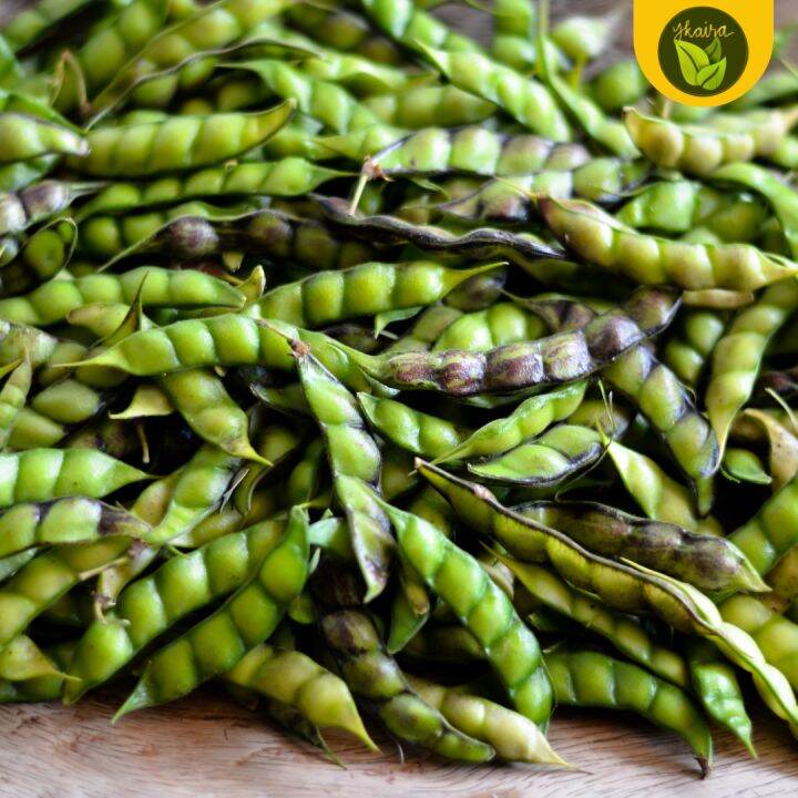 10 seeds for planting kadyos pigeon pea plant binhi pantanim | Lazada PH