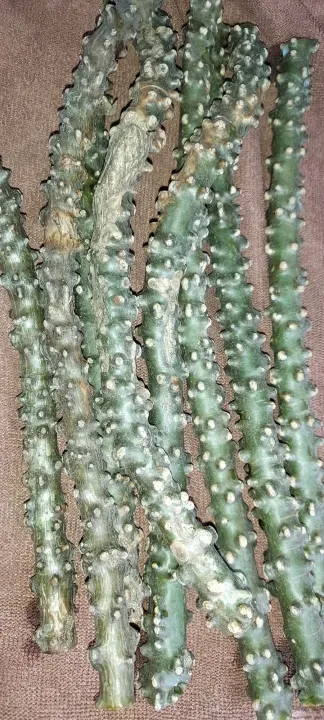 Makabuhay 8pcs cuttings Panyawan Herbal medicinal | Lazada PH