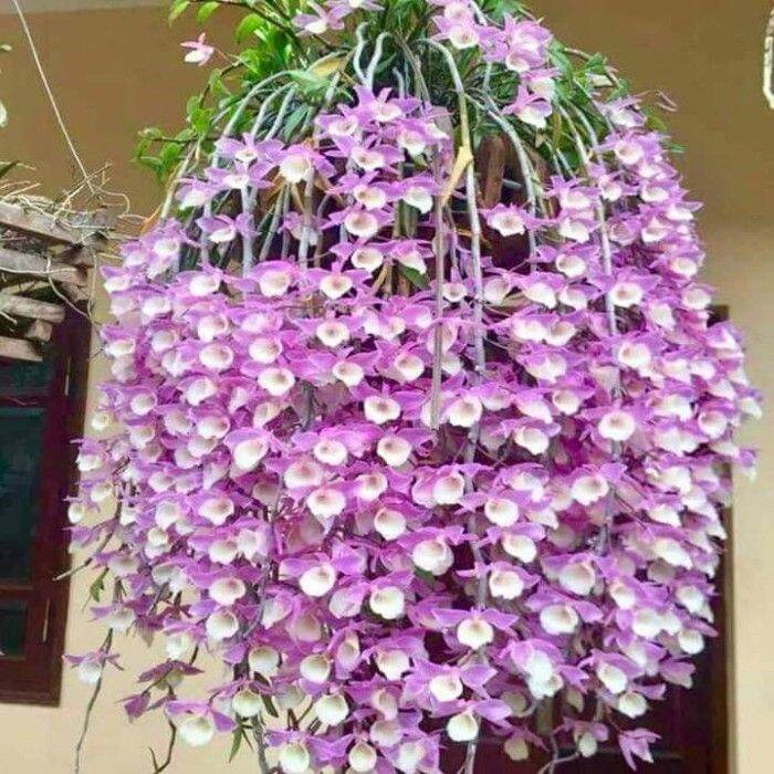 Dendrobium Aphyllum Bibit Bunga Anggrek Tirai Dendro Apilum Akar Jalan ...