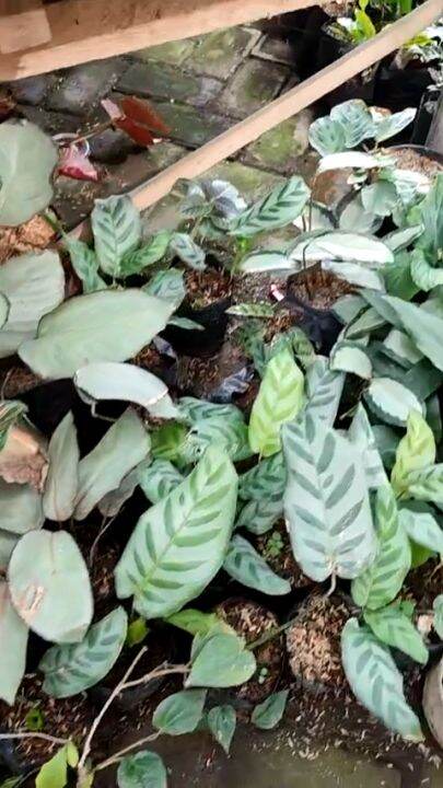 Bunga Calathea Marion Bunga hias Tanaman cantik Calathea Marion ...