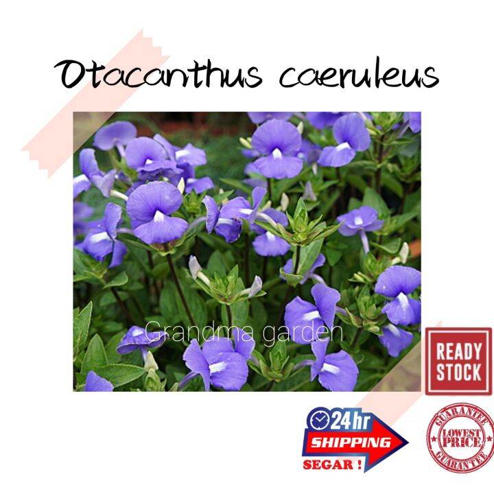 (GG real plant) otacanthus caeruleus ^ brazilian snapdragon blue cat's ...