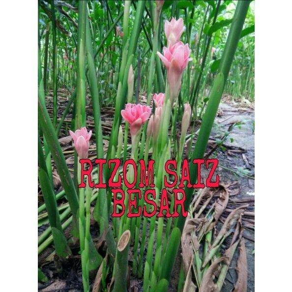 Pokok Kantan (Rizom) | Lazada