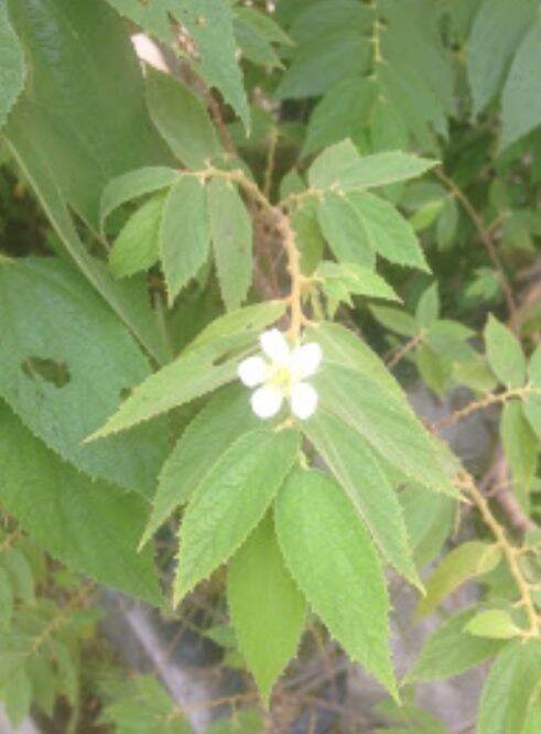 Muntingia calabura, pokok ceri hutan atau ceri kampung (kerkut,) | Lazada