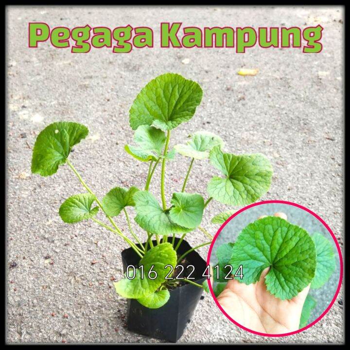 Pegaga Kampung Daun besar | Lazada