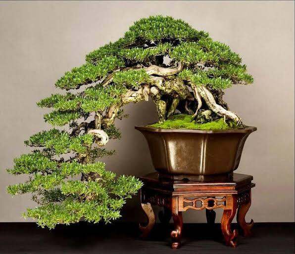 bonsai santigi mame cascade | Lazada Indonesia