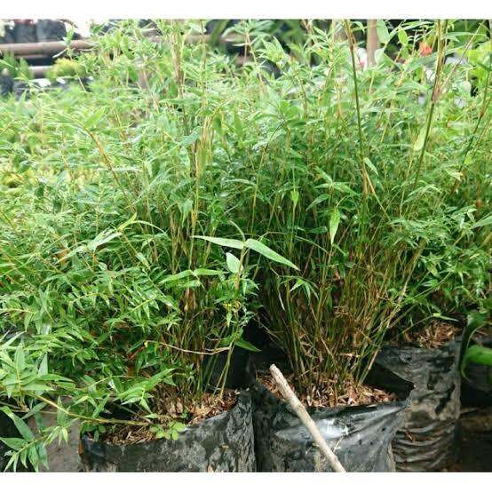 Bibit Bambu Mikro | Bambu Mini Rimbun | Lazada Indonesia