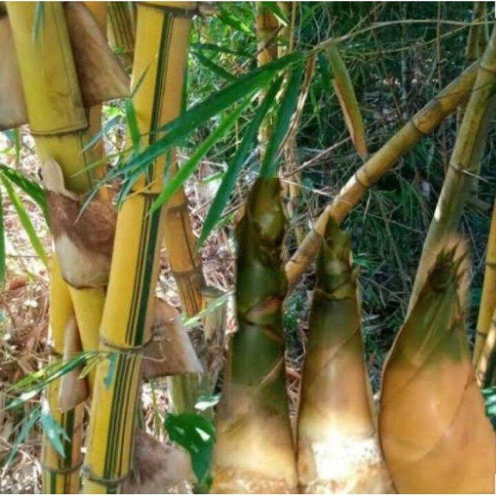 Rebung bambu segar 1 kg | Lazada Indonesia