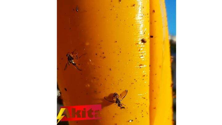 Fruit fly Attractant Sticky Trap 10pcs | Lazada PH