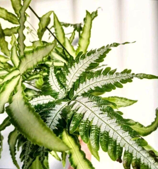 Tanaman hias pakis kelabang putih - pakis paku silver - pakis pteris ...