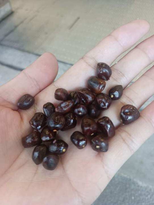 Sampaloc Seeds(Sweet Tamarind Seeds)for Planting (10seeds) | Lazada PH
