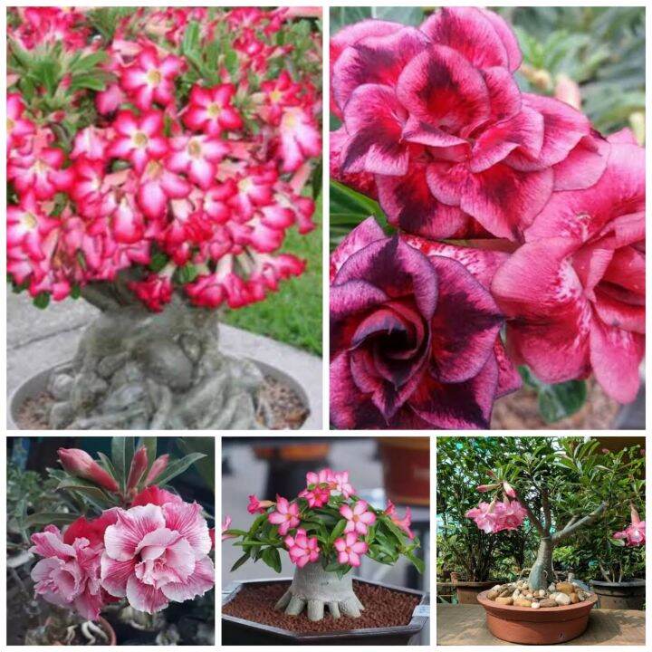10 Benih Biji Bunga Adenium mix/ campur jenis dan asal | Lazada Indonesia