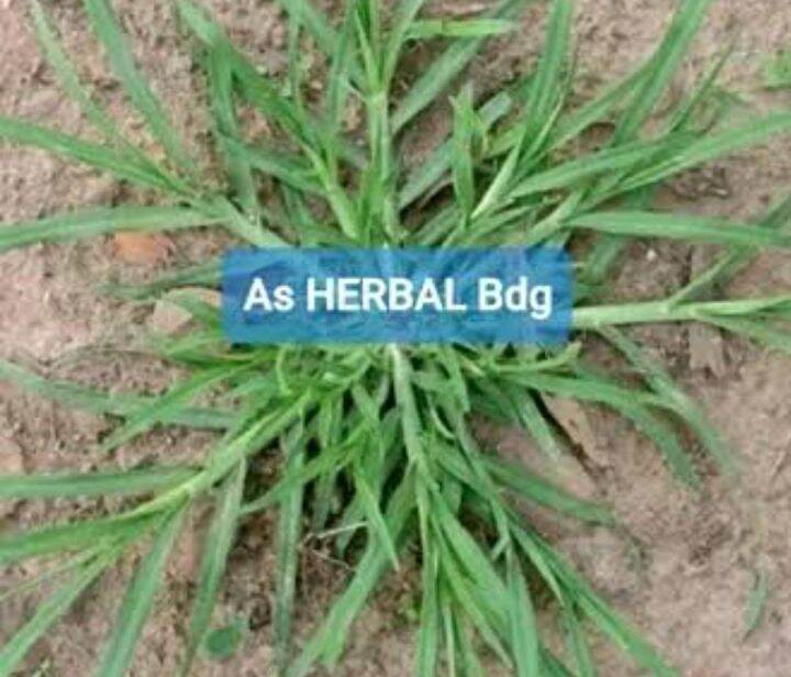 Daun rumput belulang atau jampang segar 500 gram | Lazada Indonesia