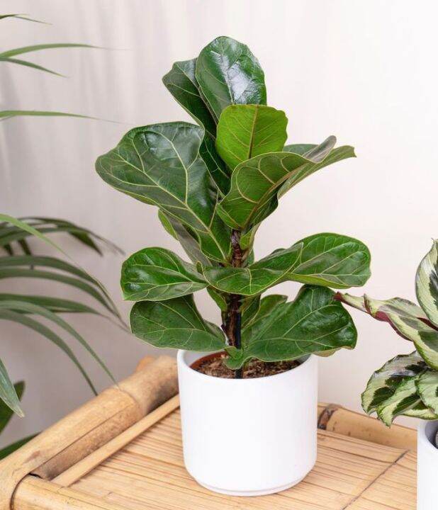 tanaman hias ketapang biola cantik ficus lyrata pohon indoor outdoor ...