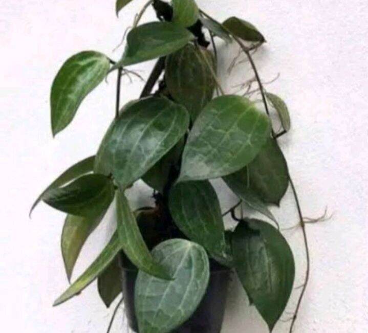 Hoya macrophylla tanaman hias merambat | Lazada Indonesia