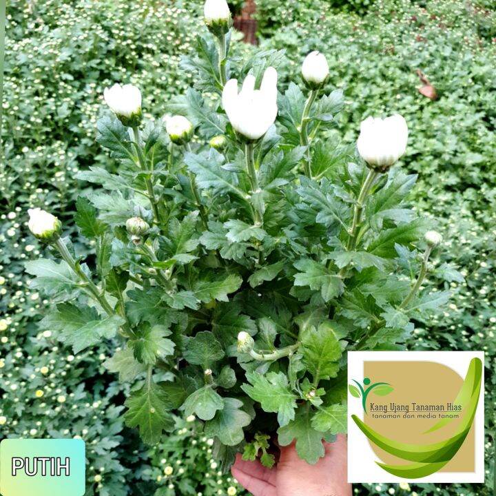 TANAMAN SERUNI KRISAN ASTER 6 POHON SUPER GRADE A KUALITAS 1 | Lazada ...