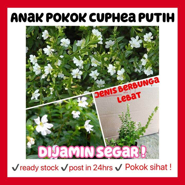 rina • anak pokok cuphea putih • pokok hidup live plant bunga white ...