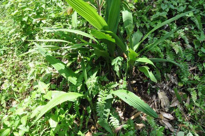 Lemba juga dikenali dengan pelbagai nama seperti Lumbah, lembah, lumbah ...