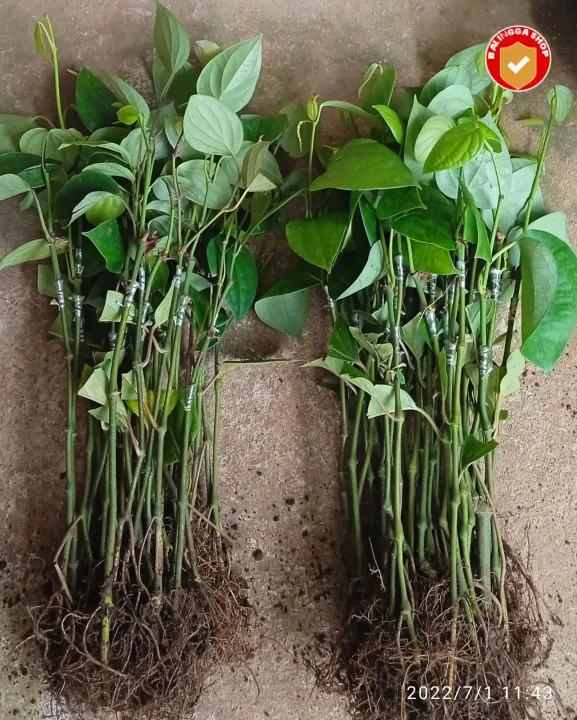 35 Bibit Lada Sambung Lada India Rambat | Lazada Indonesia