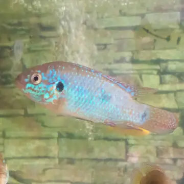 Blue Jewel Cichlid
