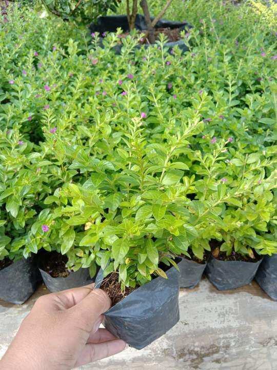 Golden Copea | Lazada PH