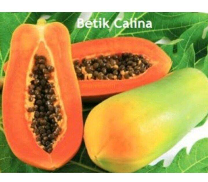 biji benih betik carina madu | Lazada